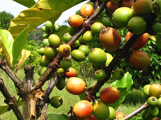 TENOM COFFEE