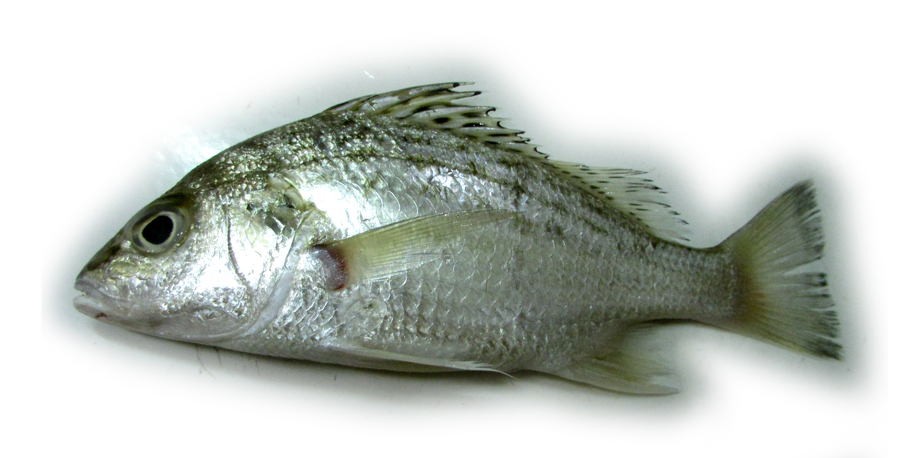 Index of /Business/Market/FishMarket/Fish/