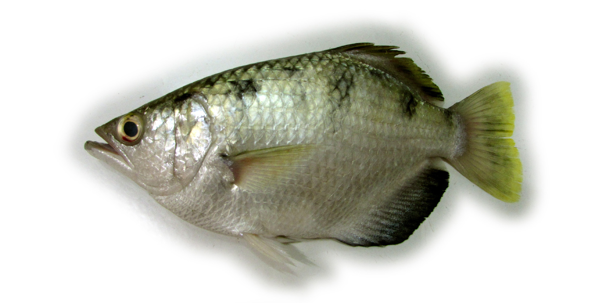Index of /Business/Market/FishMarket/Fish/