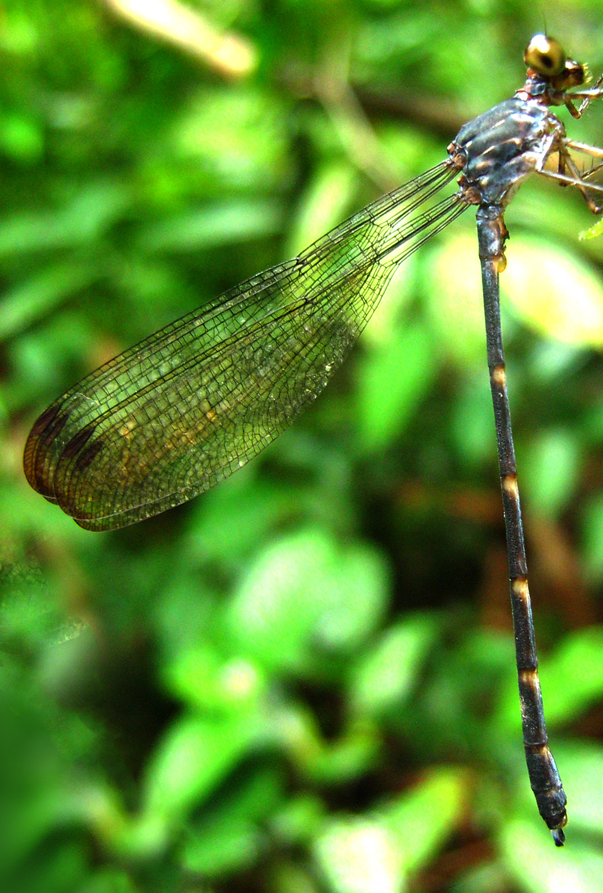 CHART OF DAMSELFLIES OF BORNEO