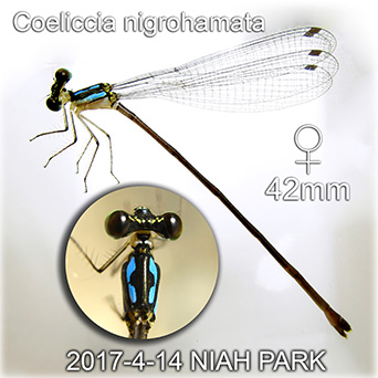 CHART OF DAMSELFLIES OF BORNEO