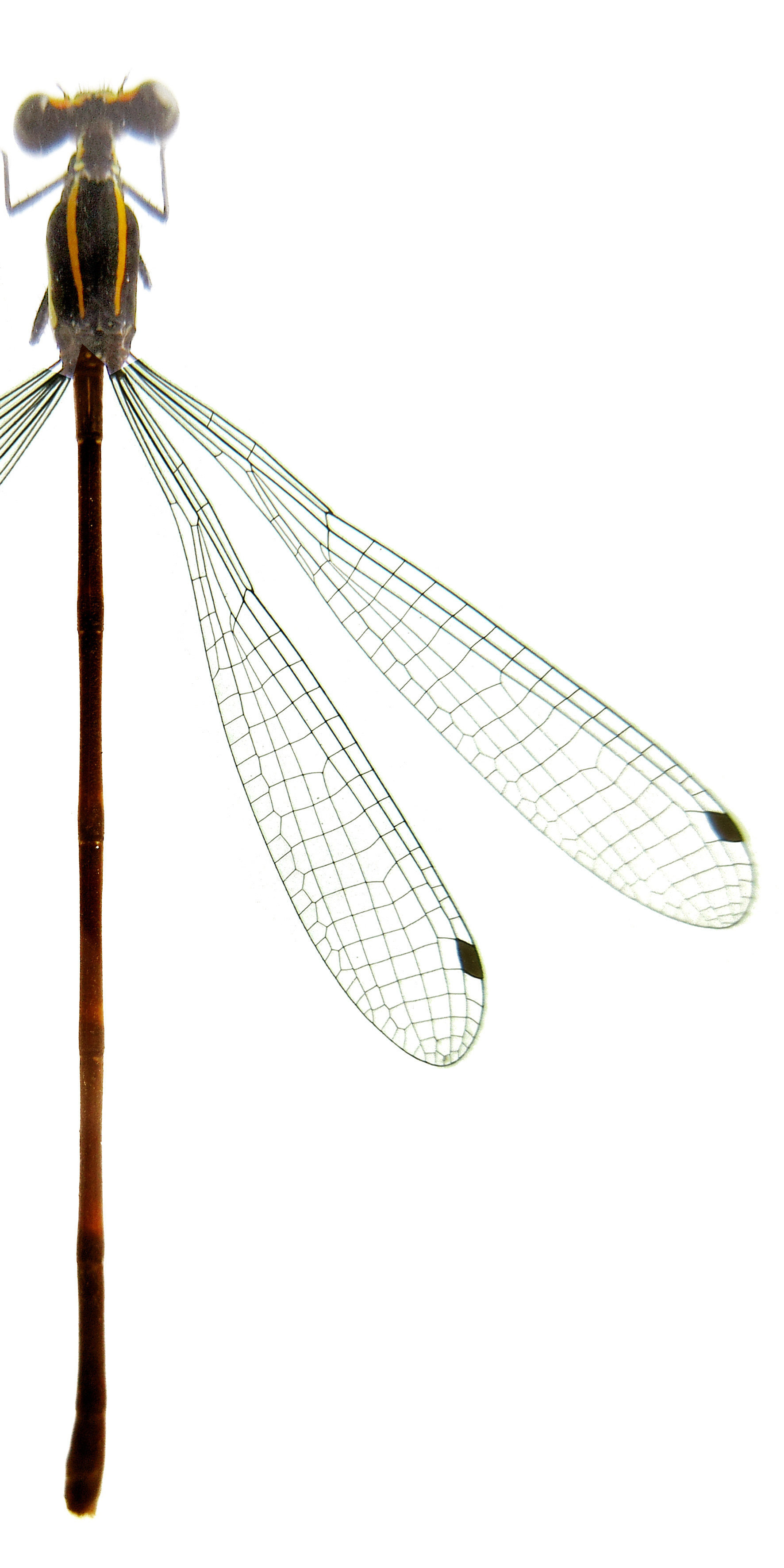 CHART OF DAMSELFLIES OF BORNEO