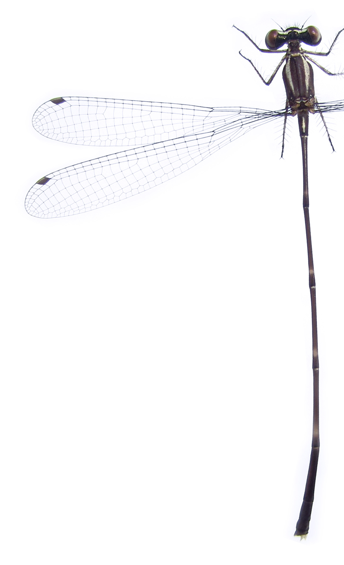 CHART OF DAMSELFLIES OF BORNEO