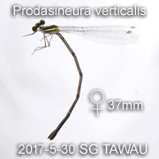 Index of /Damselfly/Family_Protoneuridae/Genus_Prodasineura ...