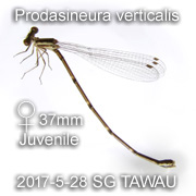 Index of /Damselfly/Family_Protoneuridae/Genus_Prodasineura ...