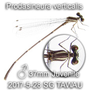 Index of /Damselfly/Family_Protoneuridae/Genus_Prodasineura ...