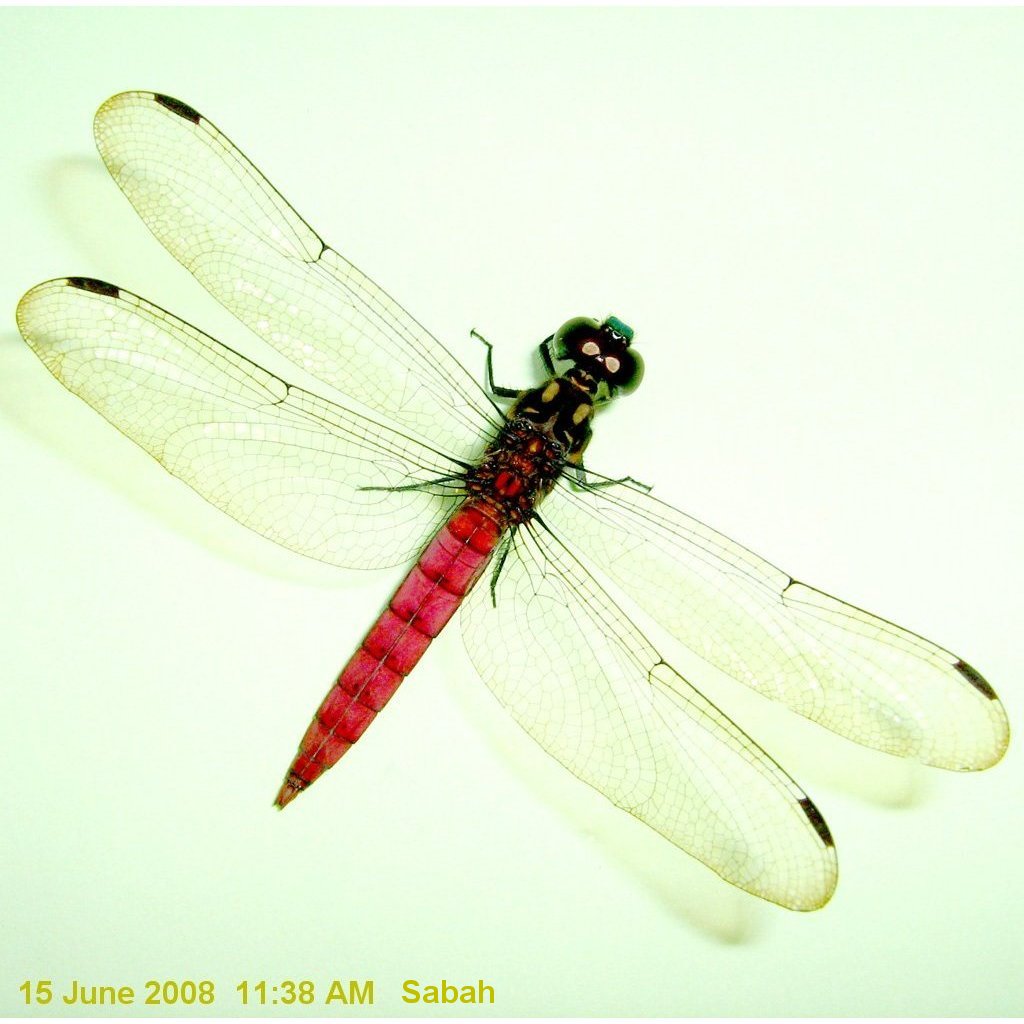 Index of /DragonFly/FamilyGomphidae/FamilyLibellulidae/Genus ...