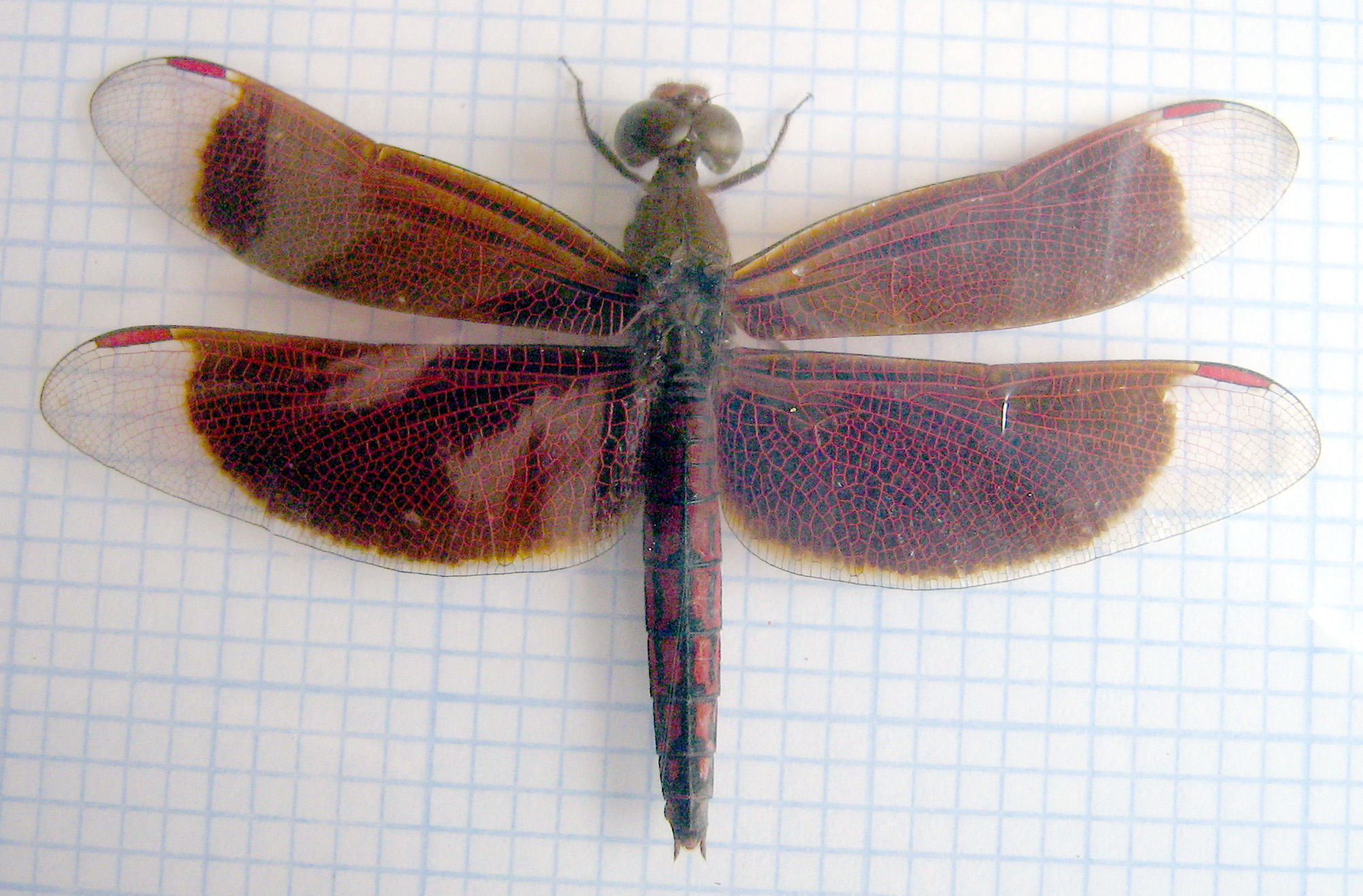 A comparison of a young and an old female Neurothemis ramburii