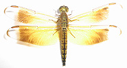 Index of /DragonFly/FamilyGomphidae/FamilyLibellulidae/Genus ...