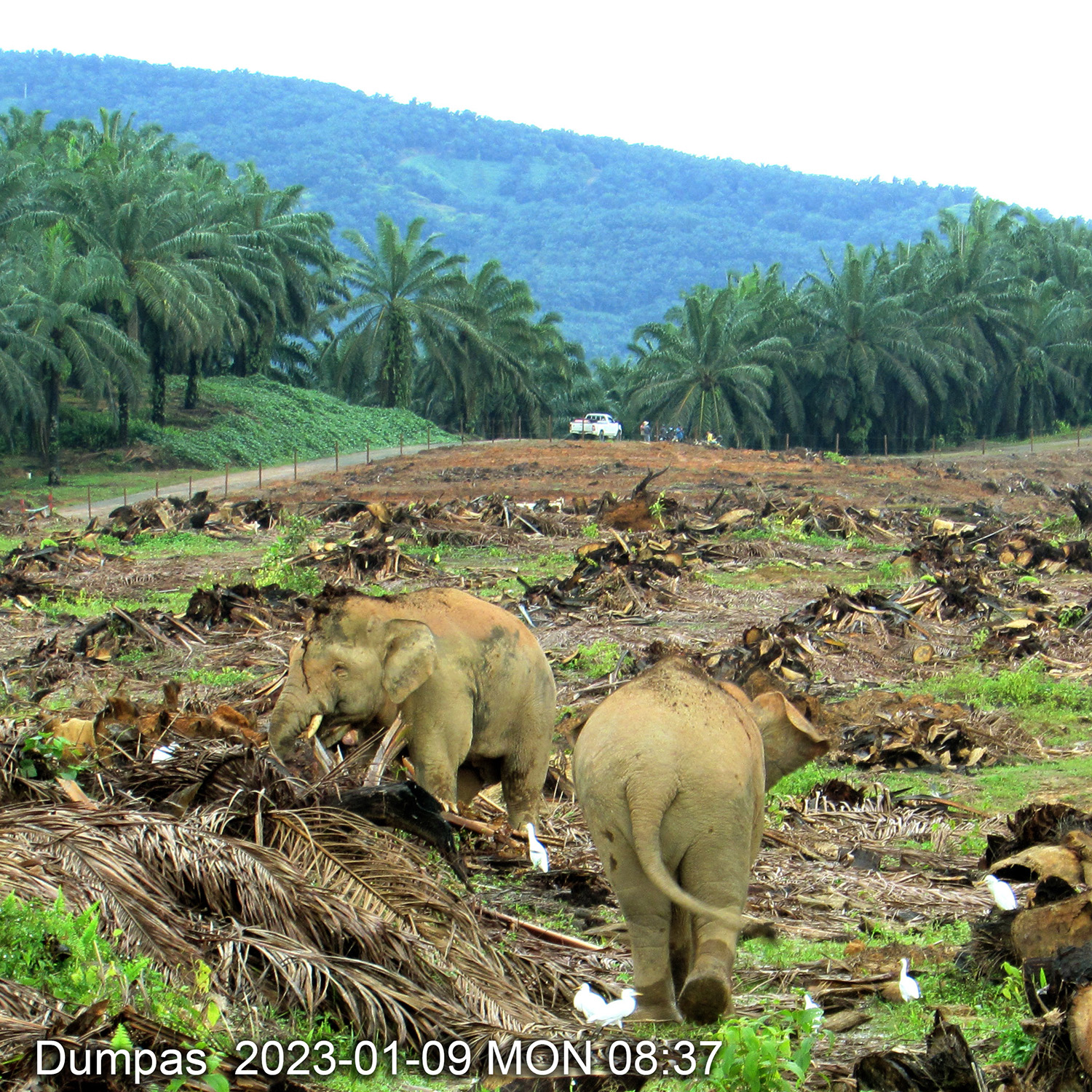 Borneo Elephant Sanctuary (BES)