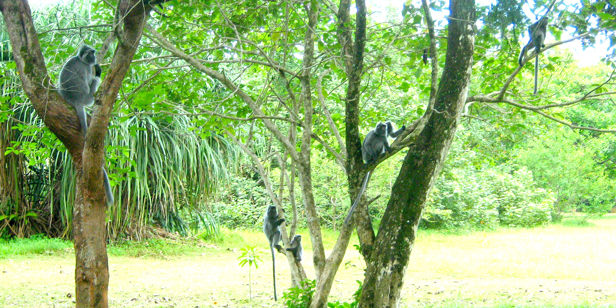 Index of /Fauna/Zoo/Bako/