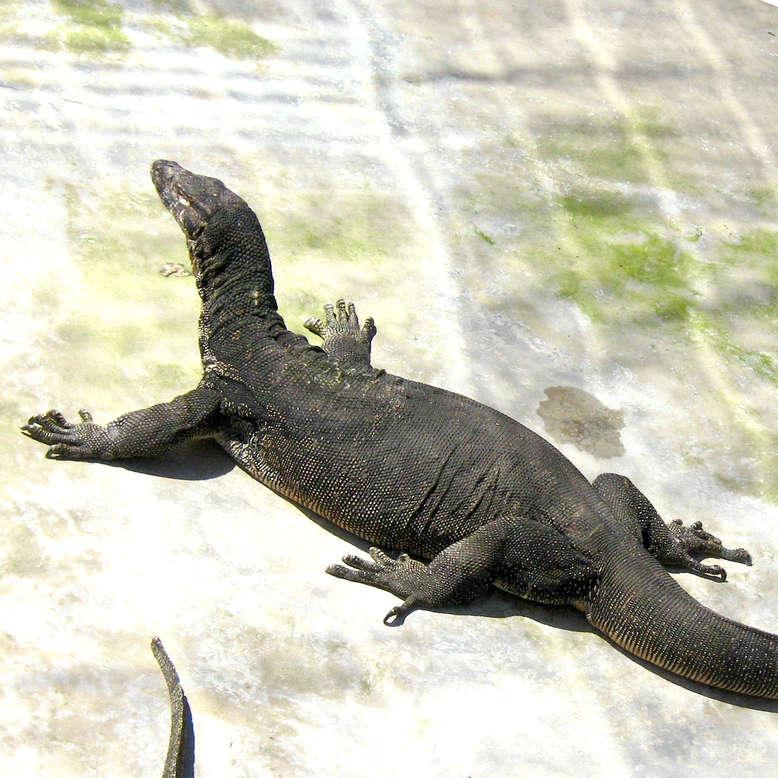 Index of /Fauna/Zoo/CrocodileFarmSandakan/