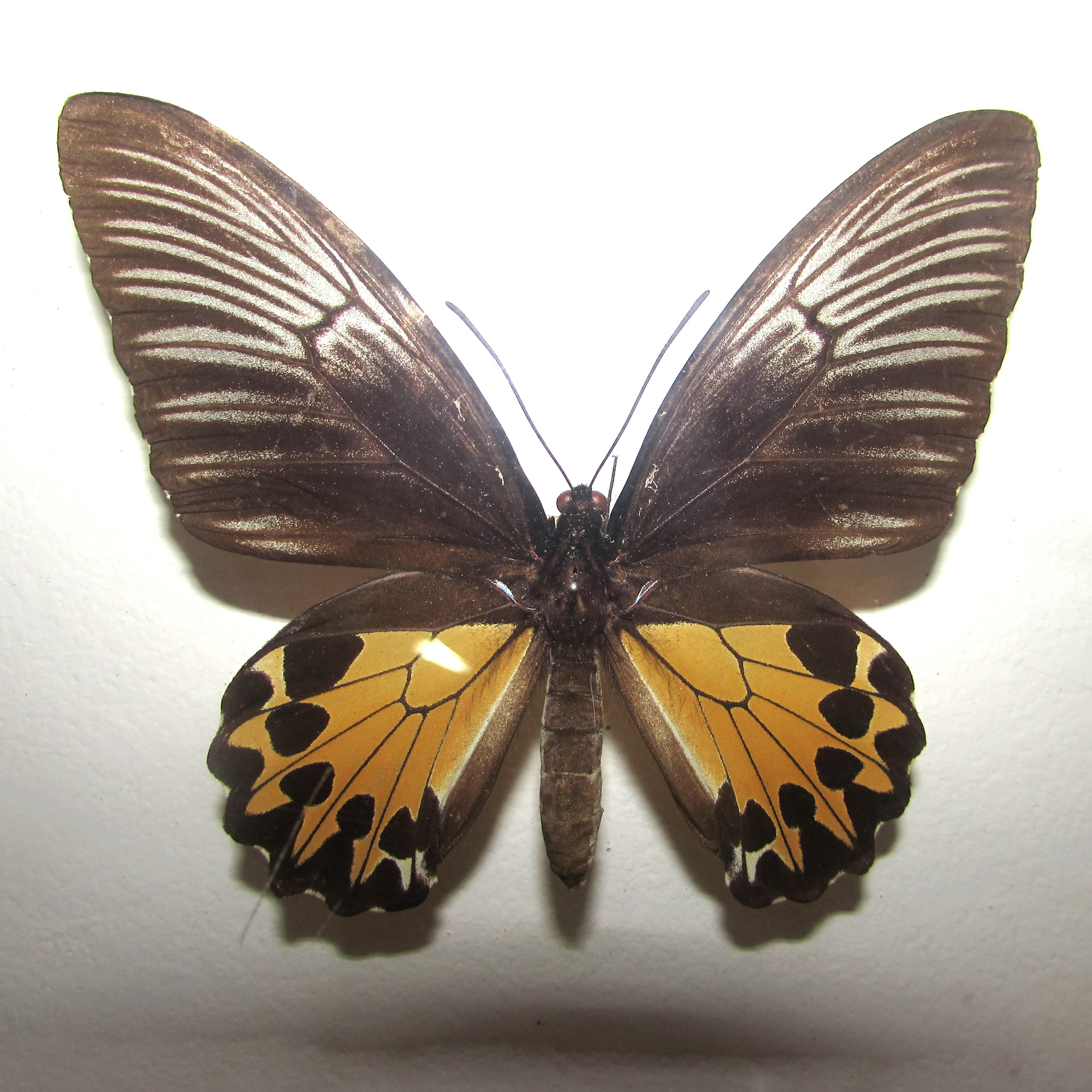 Index of /Fauna/Zoo/InsectMuseum/