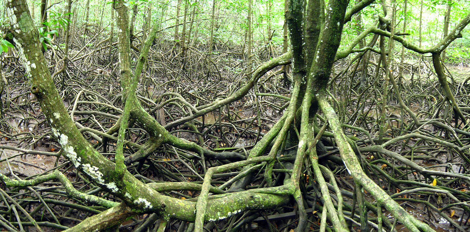 Index of /Fauna/Zoo/WetLand/