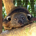 Index of /Fauna/Zoo/ZooVictory/