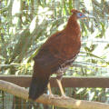 Index of /Fauna/Zoo/ZooVictory/