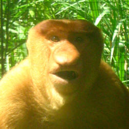 Lok Kawi Wildlife Park