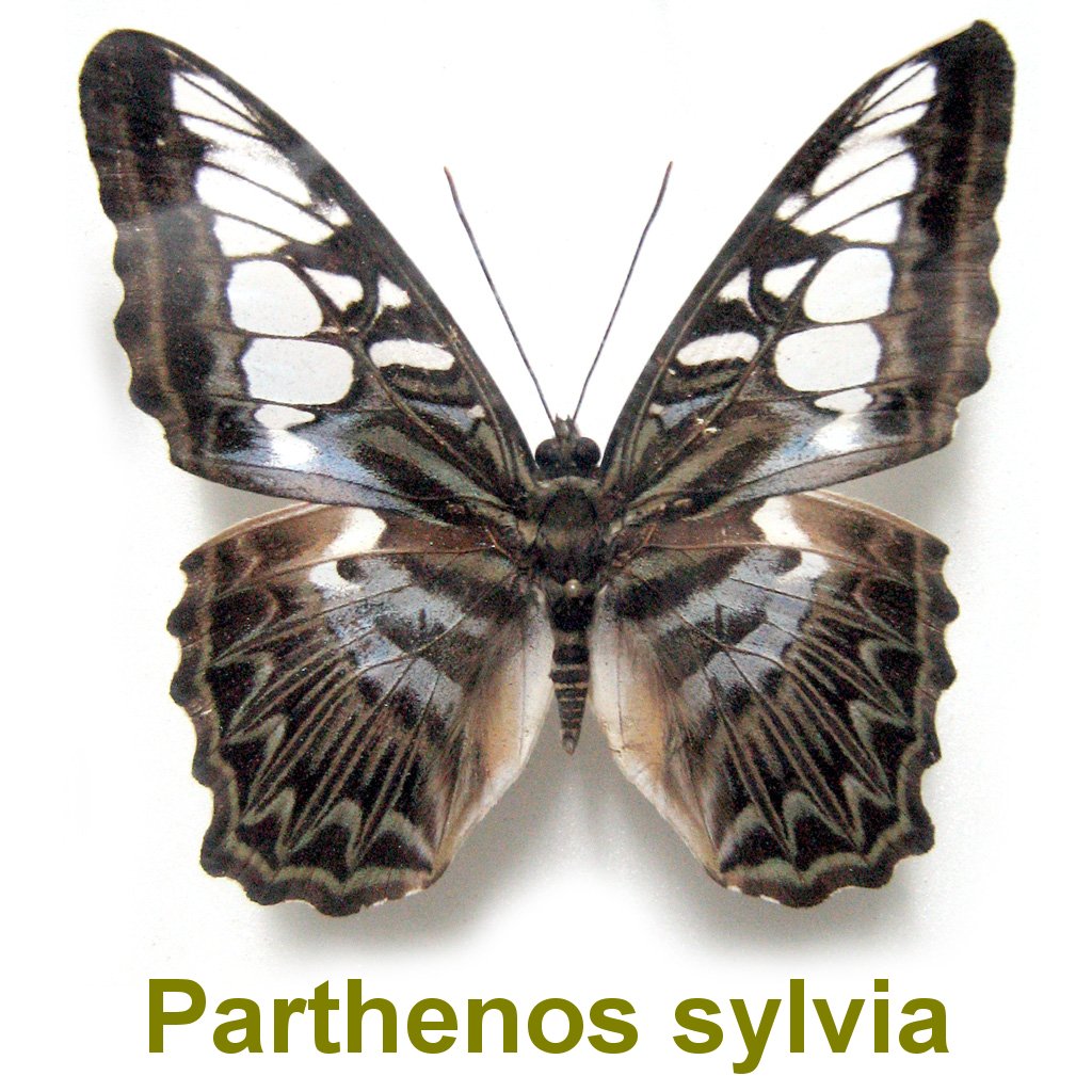 Index of /Geography/WestMalaysia/KualaLumpur/InsectMuseum/