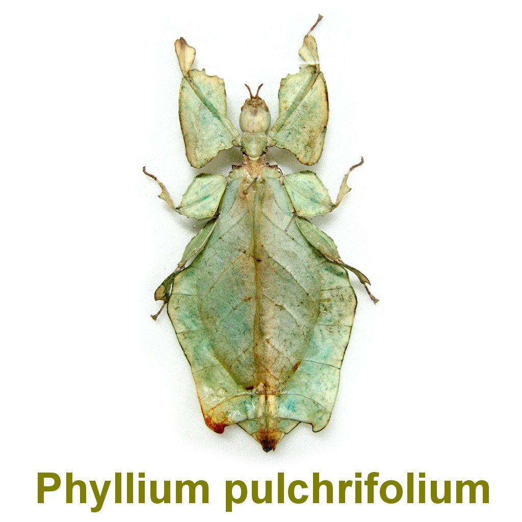 Index of /Geography/WestMalaysia/KualaLumpur/InsectMuseum/