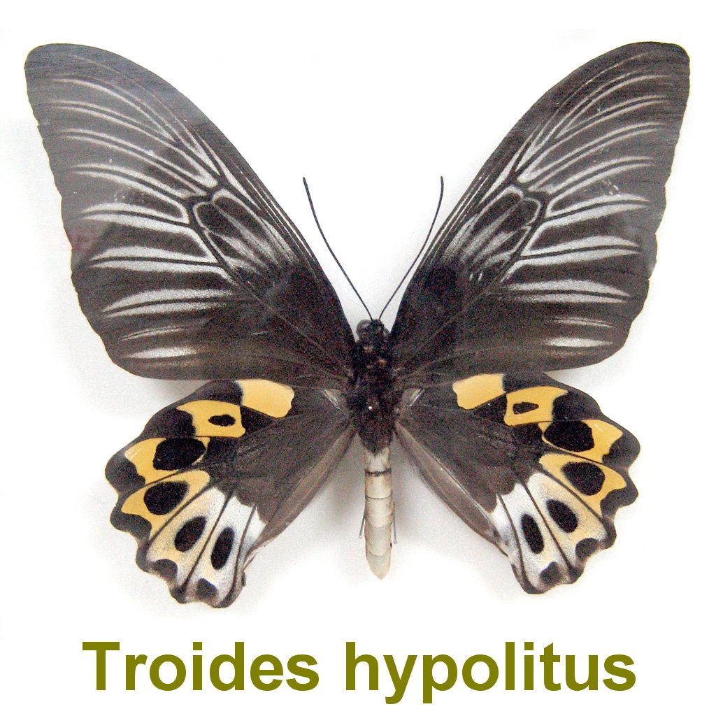 Index of /Geography/WestMalaysia/KualaLumpur/InsectMuseum/
