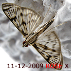 Index of /Insects/Kundasang/