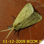 Index of /Insects/Kundasang/