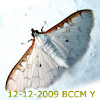 Index of /Insects/Kundasang/