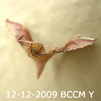 Index of /Insects/Kundasang/