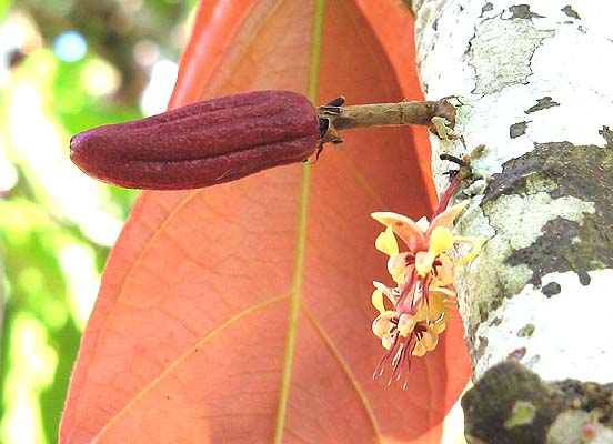 Cocoa Plantations in Tawau
