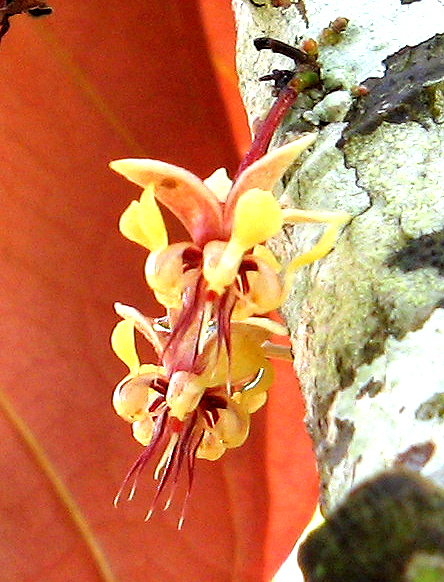 Cocoa Plantations in Tawau