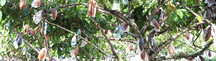 Cocoa Plantations in Tawau