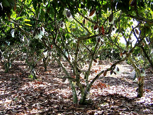 Cocoa Plantations in Tawau