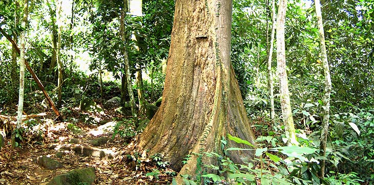 Timber of Sabah