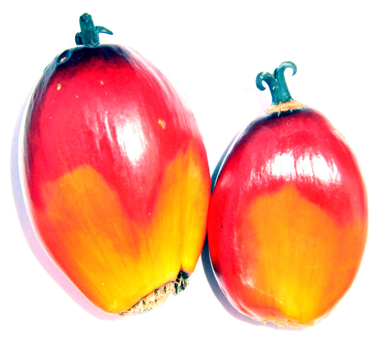 Index of /OilGasEnergy/OilPalm/OilPalmFruit/