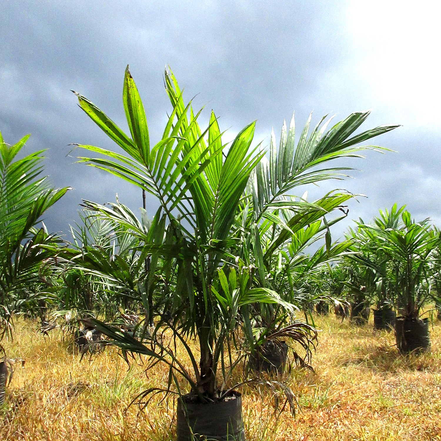 Index of /OilPalm/2_Nursery/Nursery/