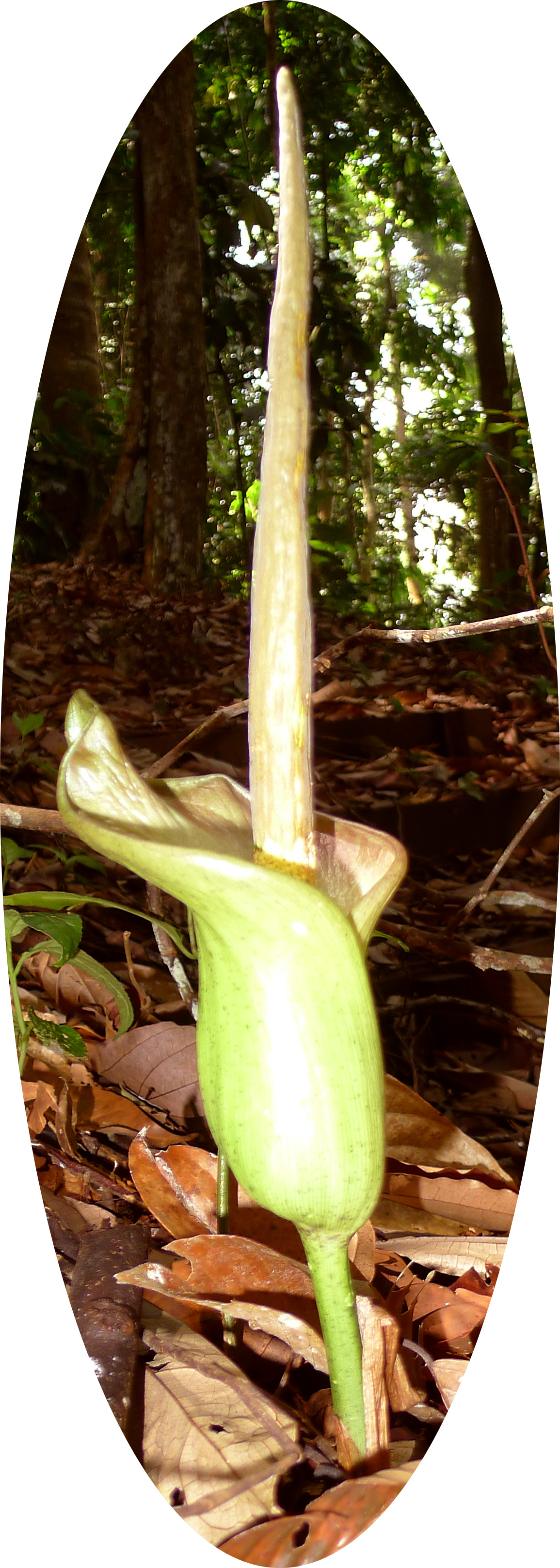 Bombalai Hill (Bukit Bombalai)