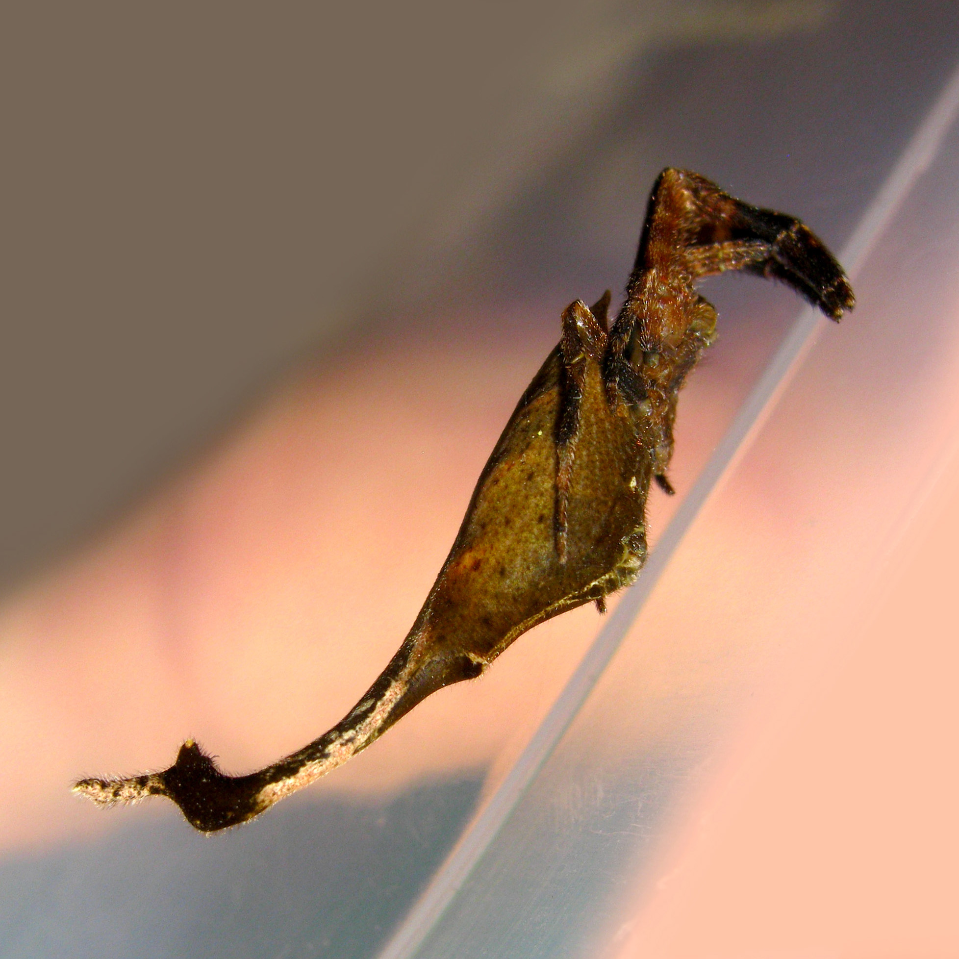 Arachnura sp BALUNG
