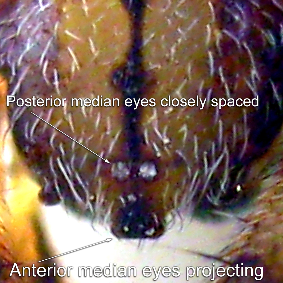 Arachnura sp BALUNG