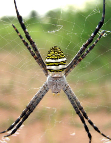 Argiope aemula