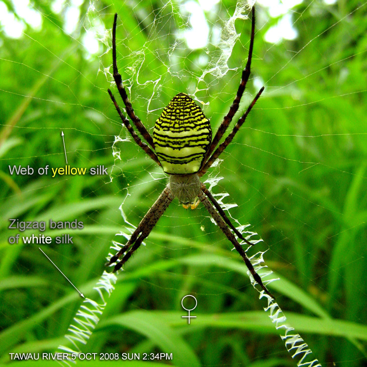 Argiope aemula FEMALE spider of