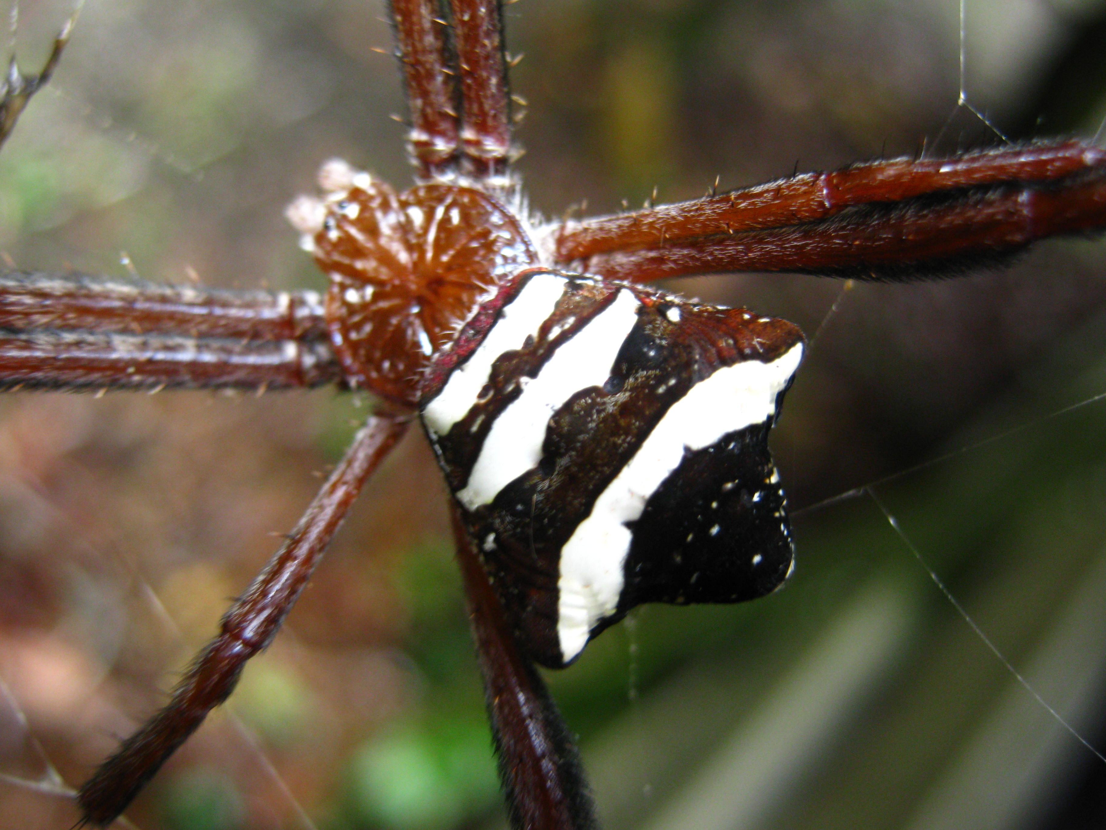 Index of /Spider/1-WEBS/Family_Araneidae/Genus_Argiope/Argiope_reinwardti/