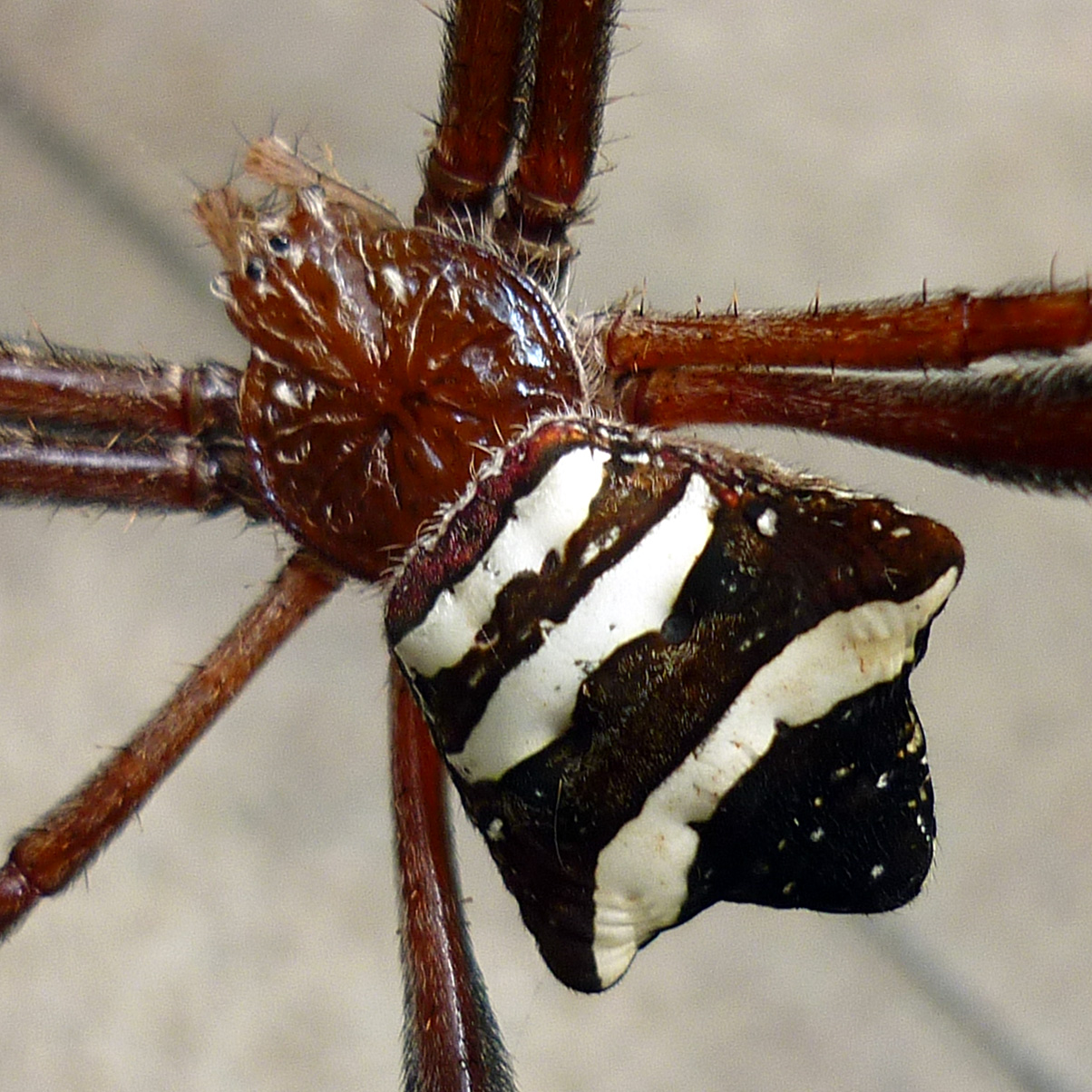 Index of /Spider/1-WEBS/Family_Araneidae/Genus_Argiope/Argiope_reinwardti/