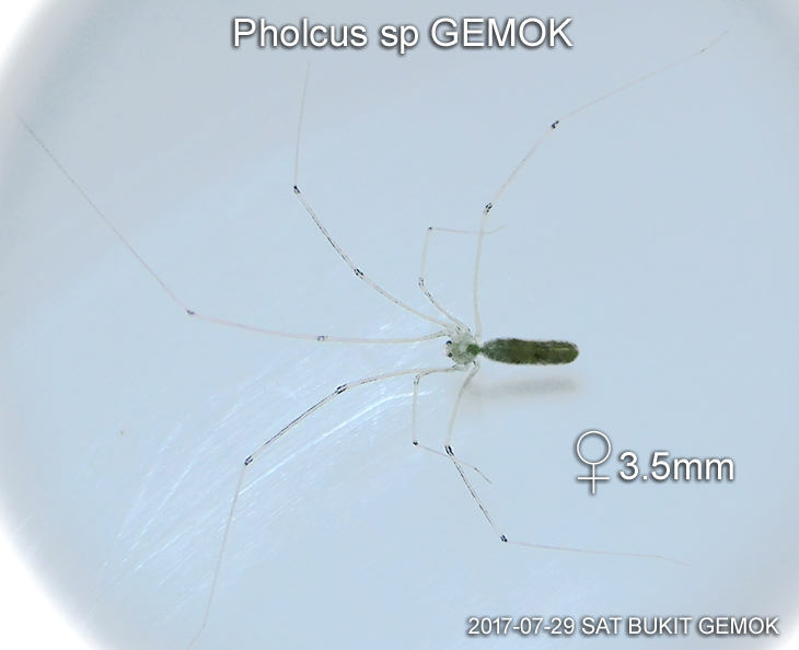 Pholcus sp GEMOK ♀3