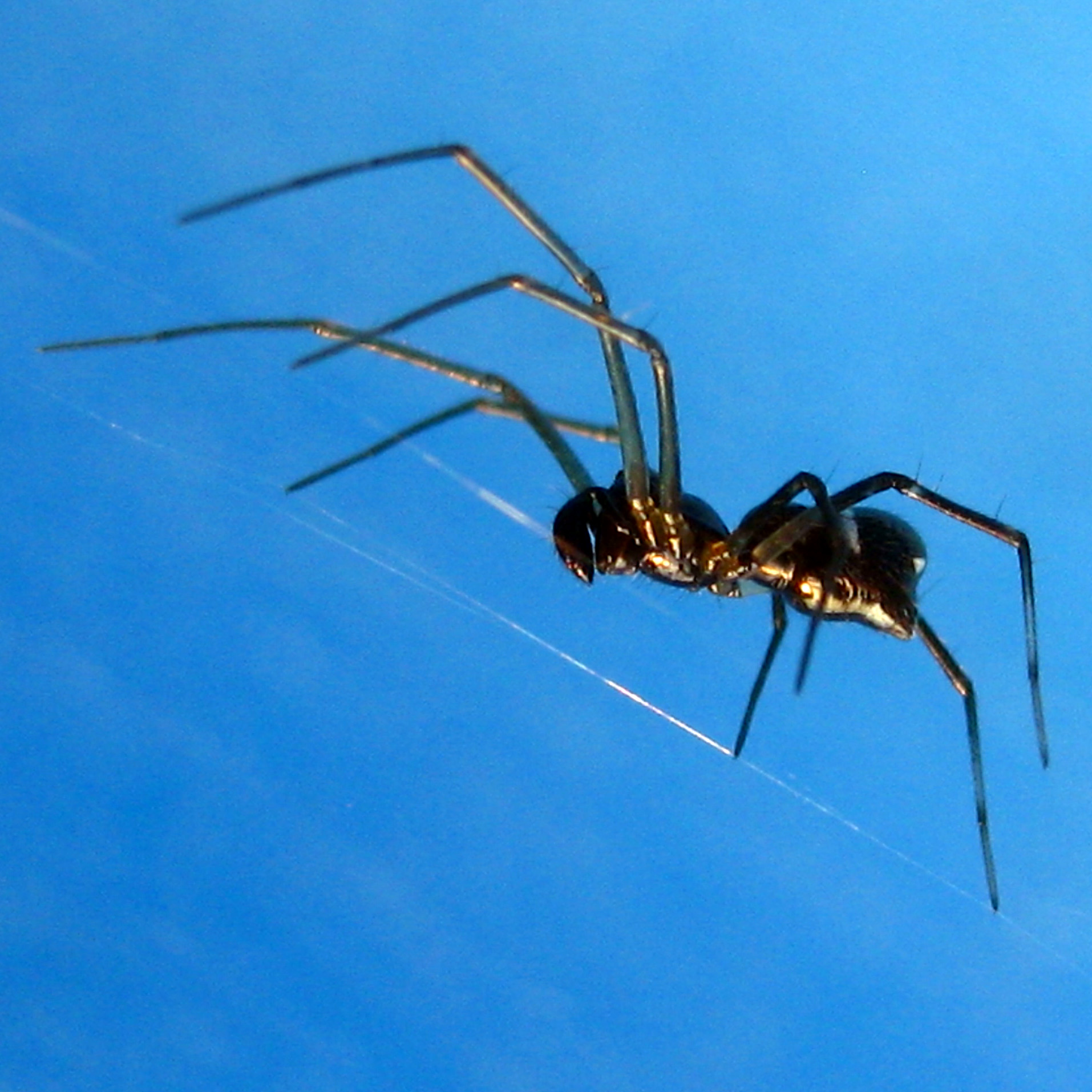 Castianeira sp BOMBALAI