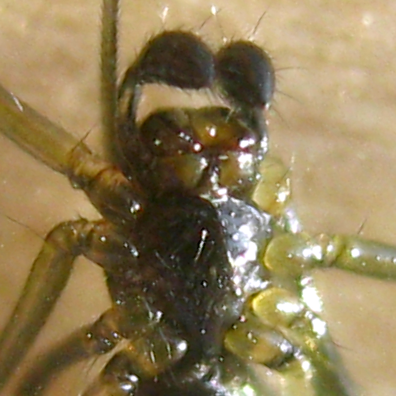 Castianeira sp BOMBALAI