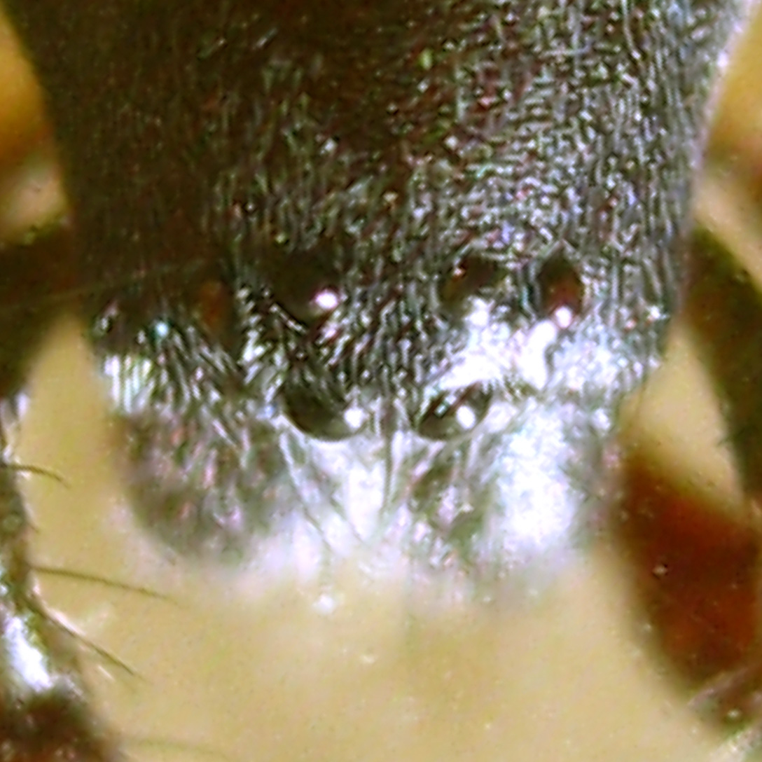 Castianeira sp BOMBALAI