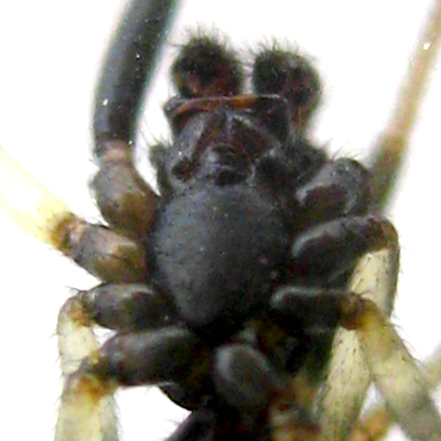 Castianeira sp BOMBALAI