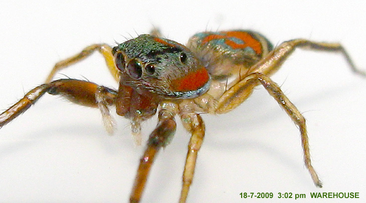 Siler cupreus