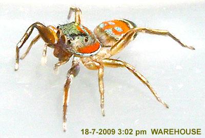 Siler cupreus