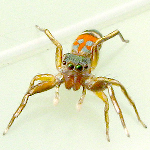 Siler cupreus